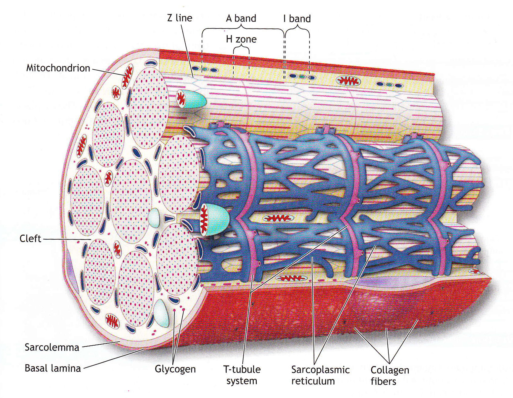 Soins musculaires - TRIPASSION